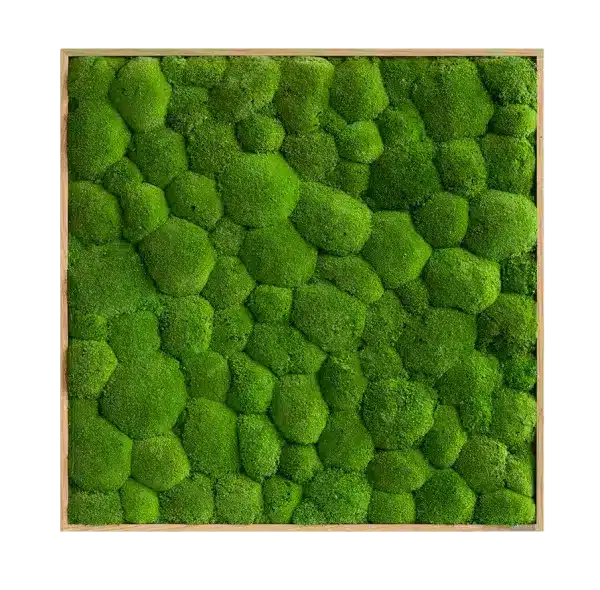 Moosbild Kugelmoos 80x80 cm - Pflanzen- und Moosbilder